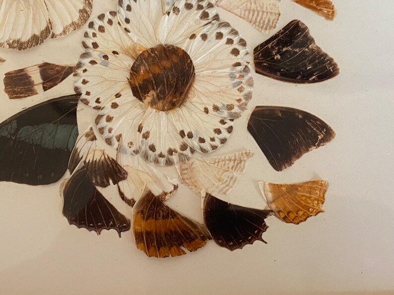 Vintage Real Morpho Butterfly Wing Wall Art 19”x14 -shipping Included ...