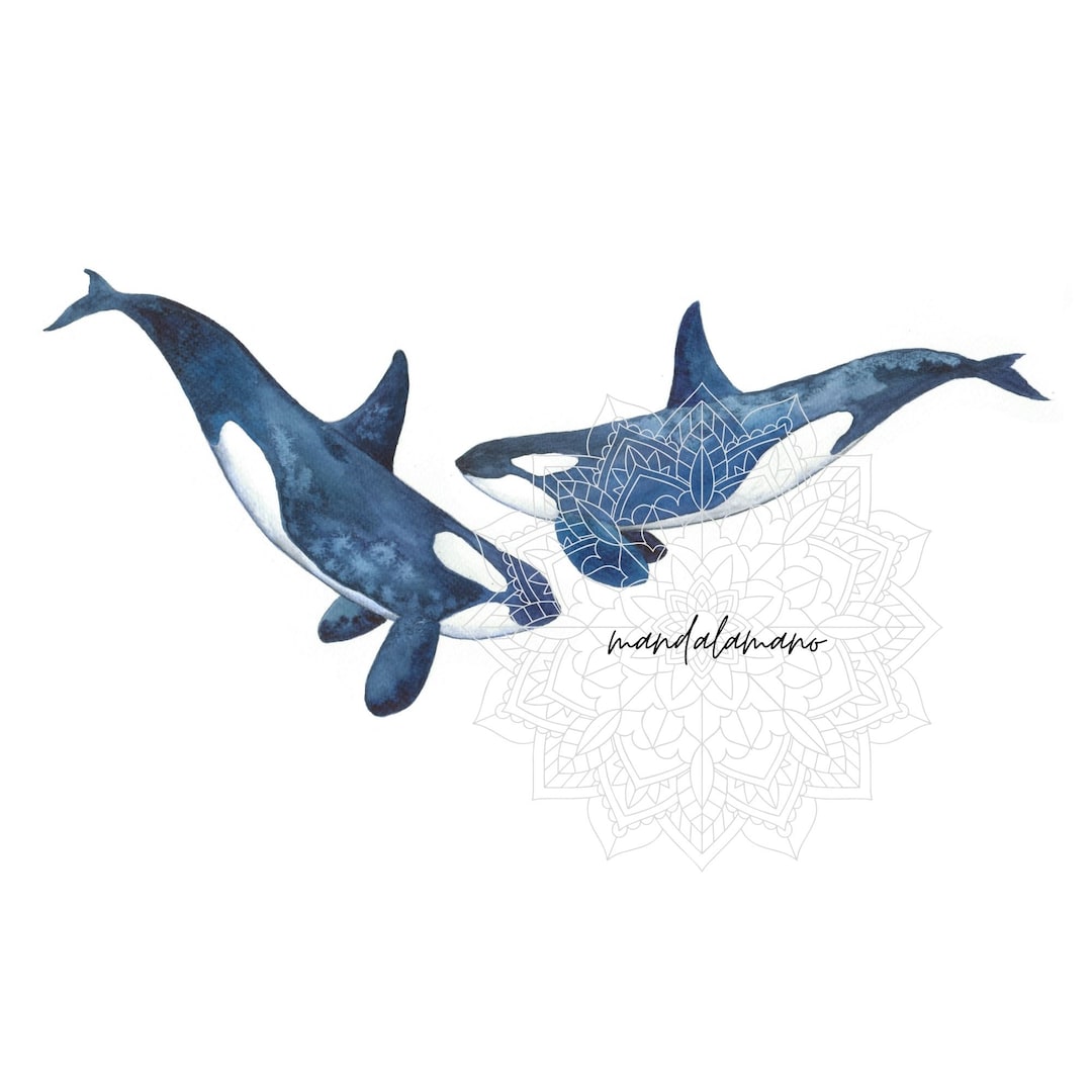 Orca Couple Killer Whale Watercolor Illustration Instant Digital ...