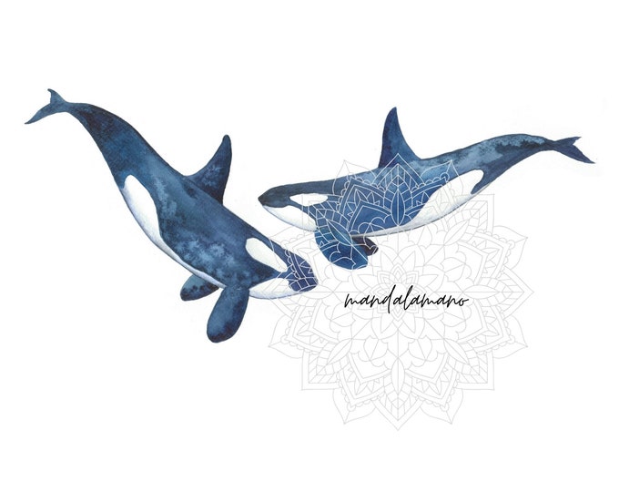 Orca Couple Killer Whale Watercolor Illustration Instant Digital ...