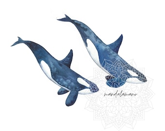 Orca Couple Killer Whale Watercolor Illustration Instant Digital ...