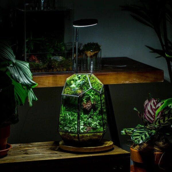 Glass Terrarium - Etsy