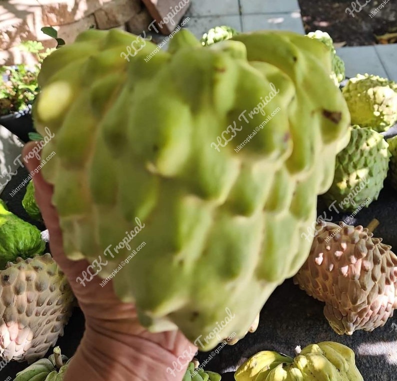 Atemoya Scions PPC SSA Red Geffner Lisa Pride Golden - Etsy