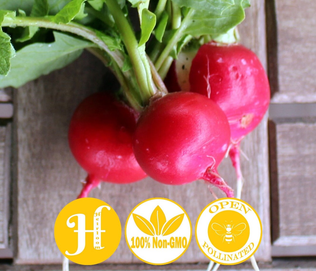 250 butter Globe Radish Vegetable Seeds Non-gmo - Etsy