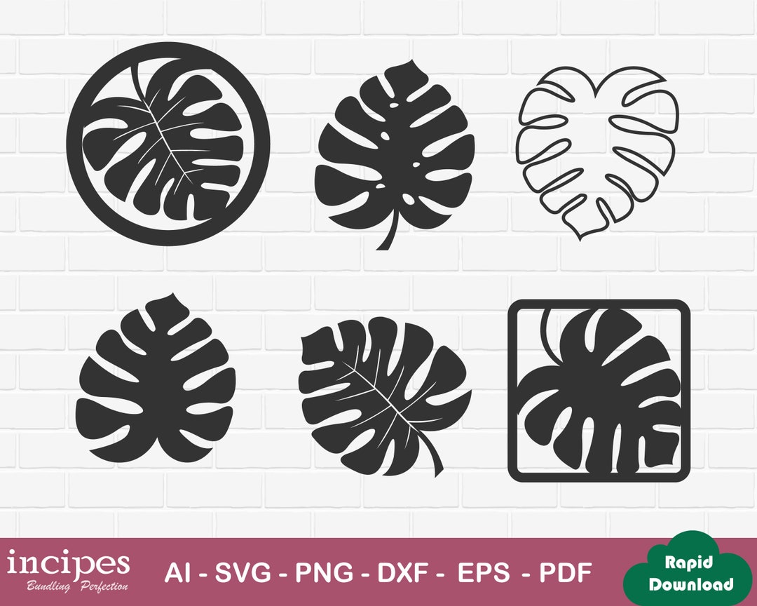 Bundle Monstera Template SVG. Monstera Cricut Coaster. Monstera Cricut ...