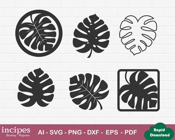 Bundle Monstera Template SVG. Monstera Cricut Coaster. - Etsy