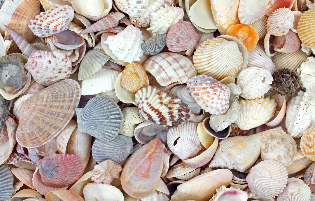 Seashell Dig Kit 1 Gallon Over 50 Seashells - Etsy