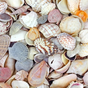 Seashell Dig Kit 1 Gallon Over 50 Seashells - Etsy