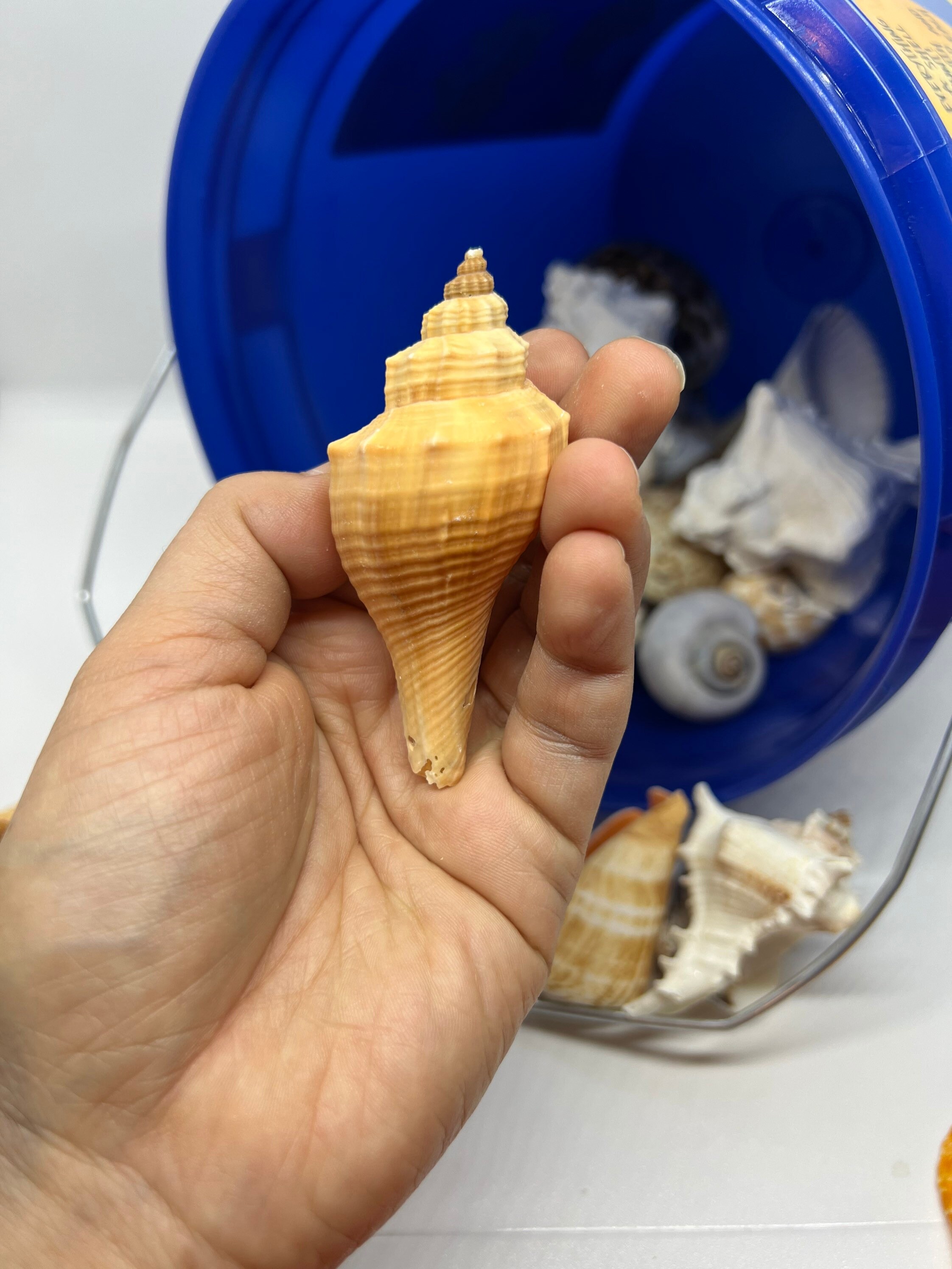 Seashell Dig Kit 1 Gallon Over 50 Seashells - Etsy