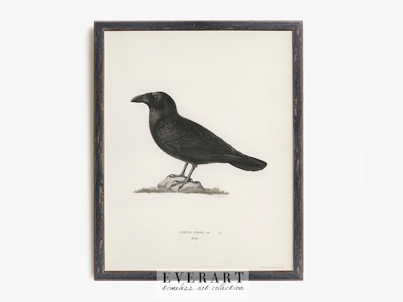 Vintage Raven Drawing Bird Illustration Gothic Wall Decor | Etsy
