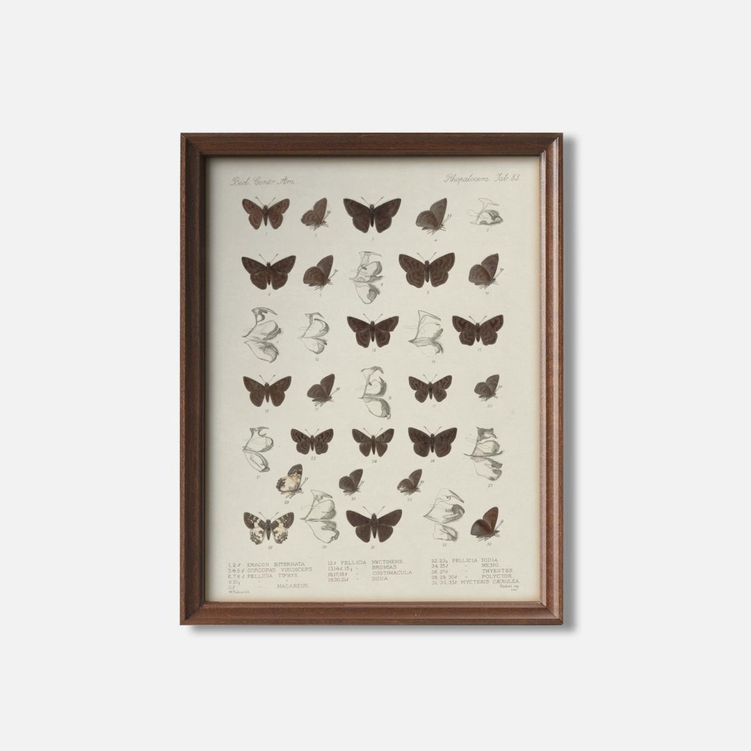 Butterfly Natural History Printable | Neutral Lepidoptera Educational ...