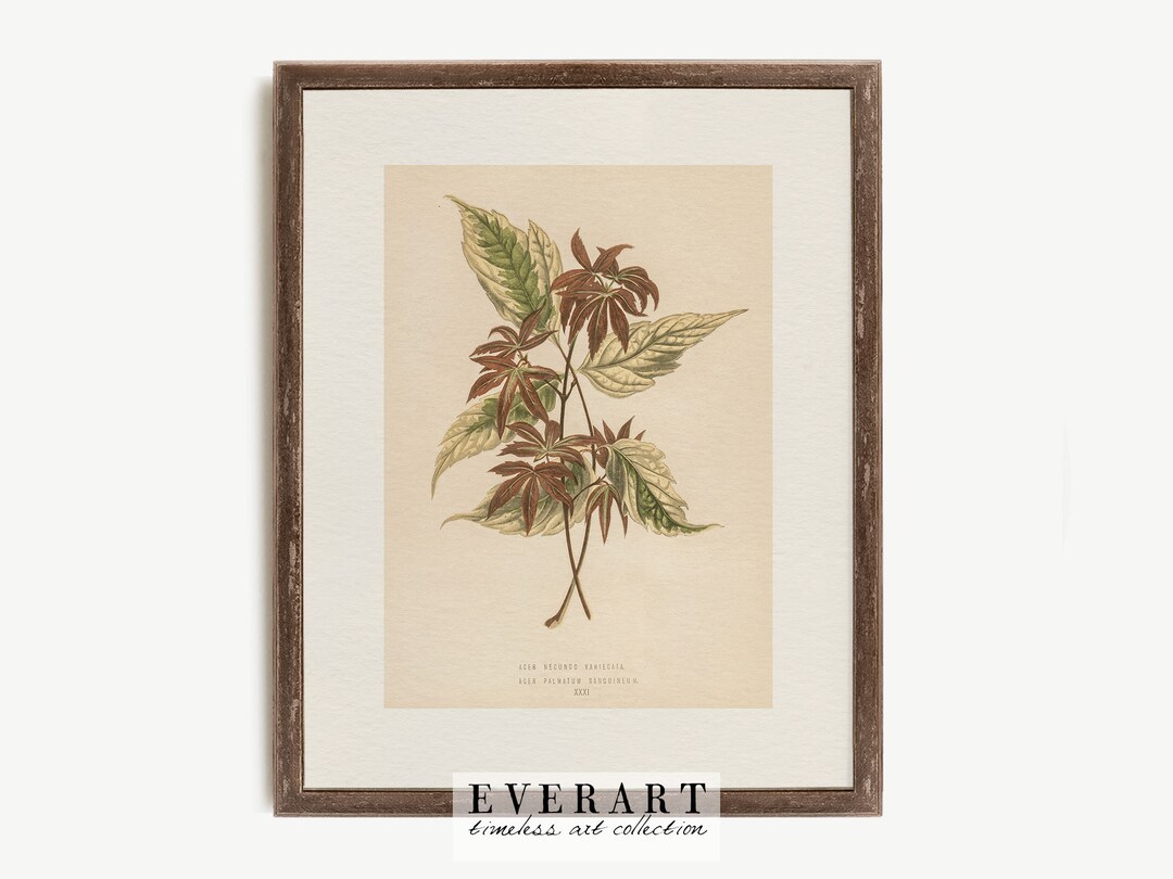 Vintage Botanical Illustration | Variegated Box Elder | Printable File ...