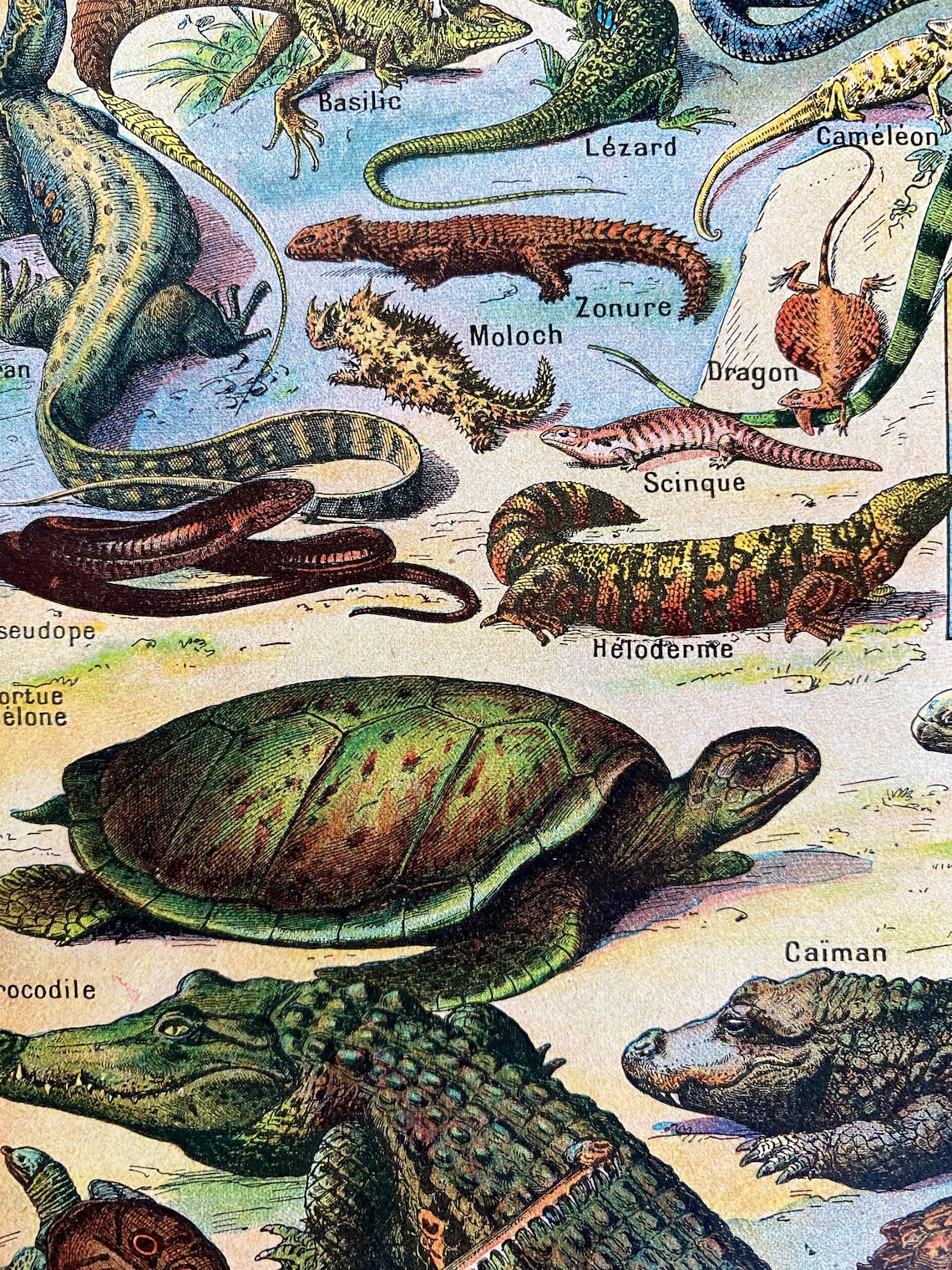 1930s Reptiles print Larousse dictionary French vintage | Etsy