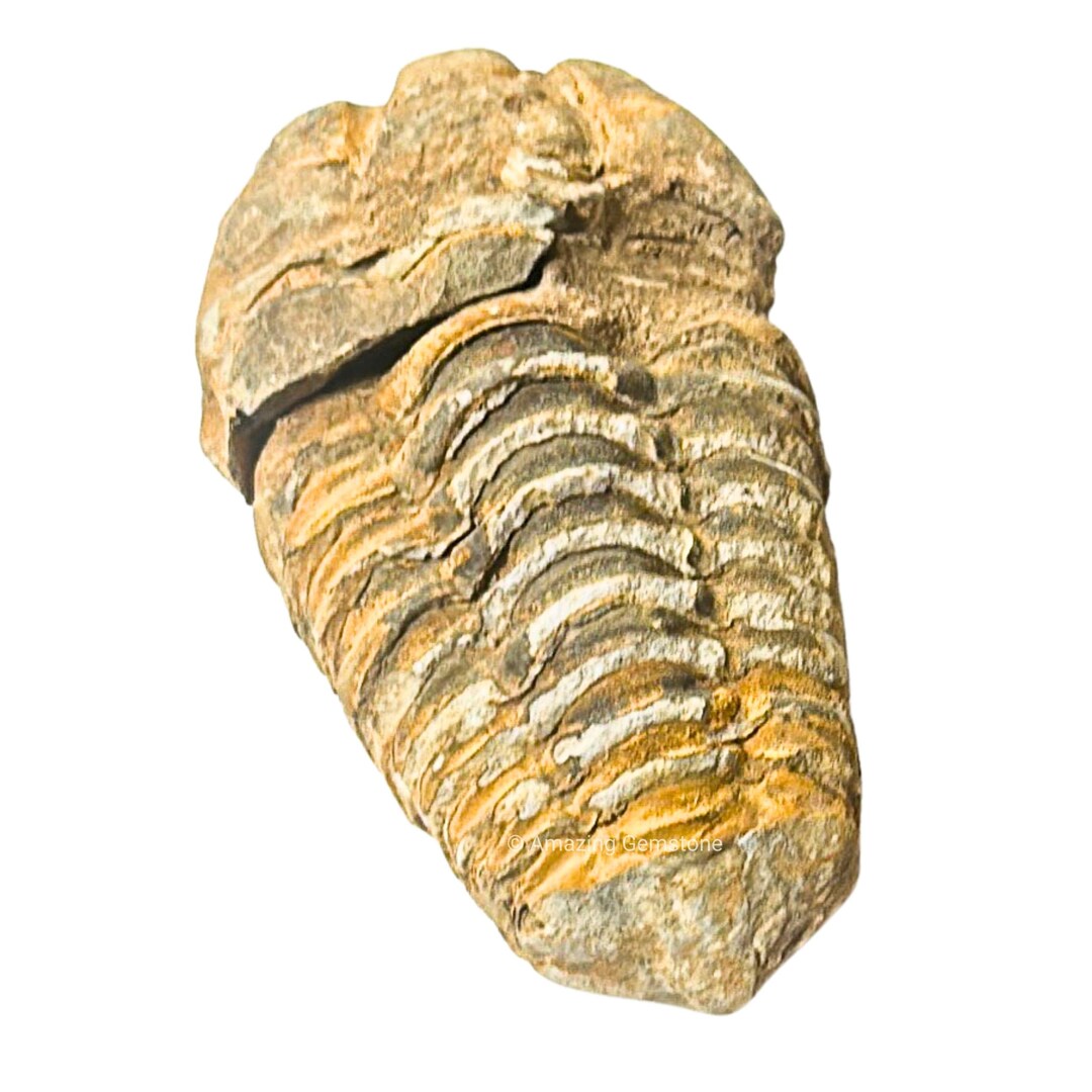 Trilobite Specimen Genuine Fossil Collector, Museum Grade Ancient ...
