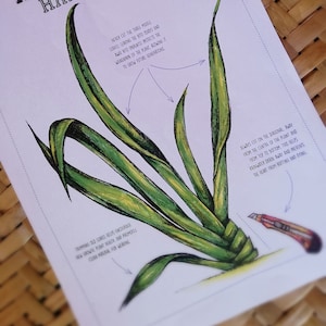 NZ Flax Weaving / Harakeke Weaving Book for Kids – Project Booklet ...