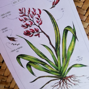 NZ Flax Weaving / Harakeke Weaving Book for Kids – Project Booklet ...