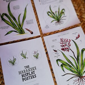 NZ Flax Weaving / Harakeke Weaving Book for Kids – Project Booklet ...