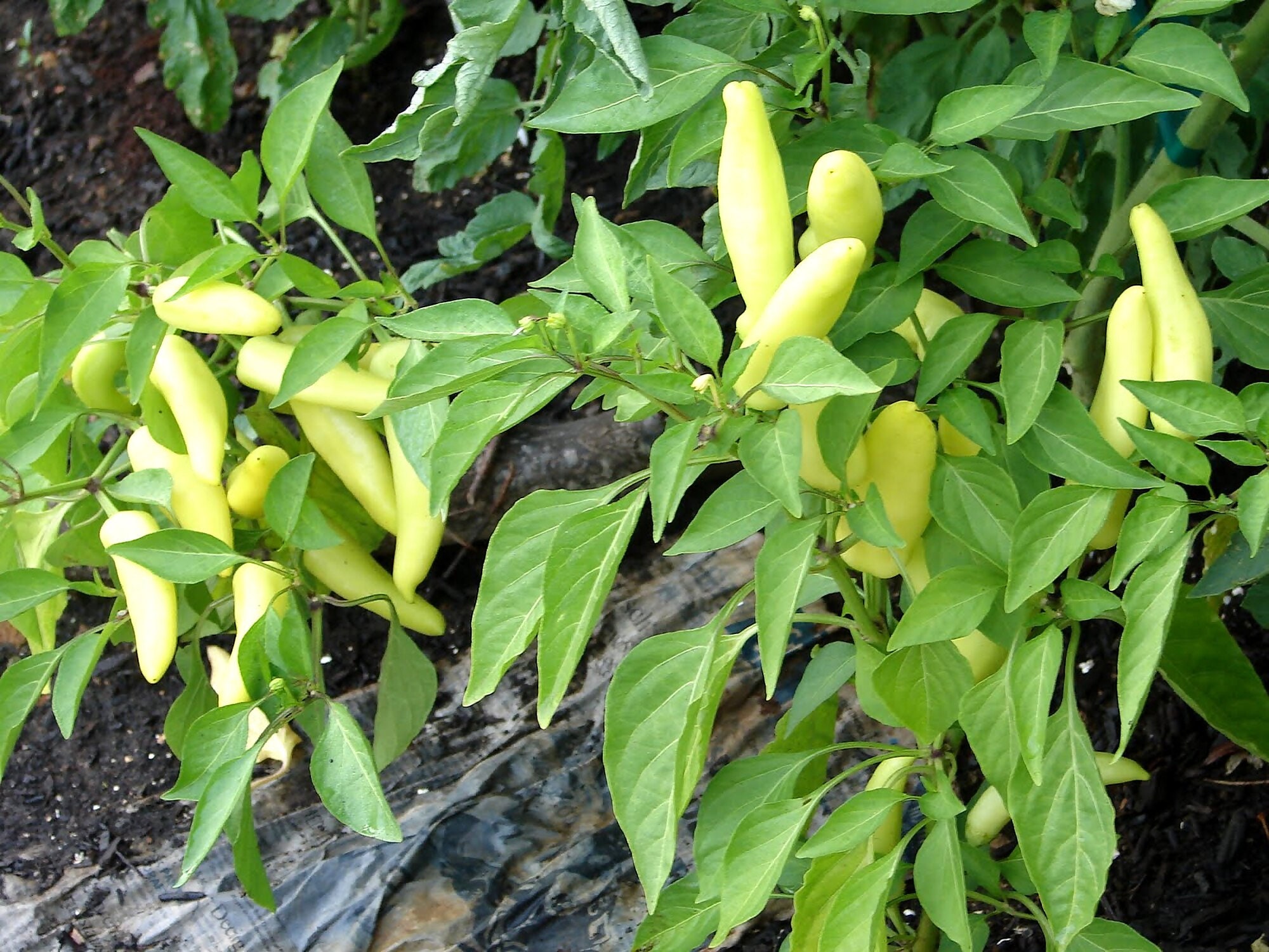 Hungarian Hot Wax Pepper Seeds, Non-hybrid Var. 120+ Seeds -SALE PRICE ...