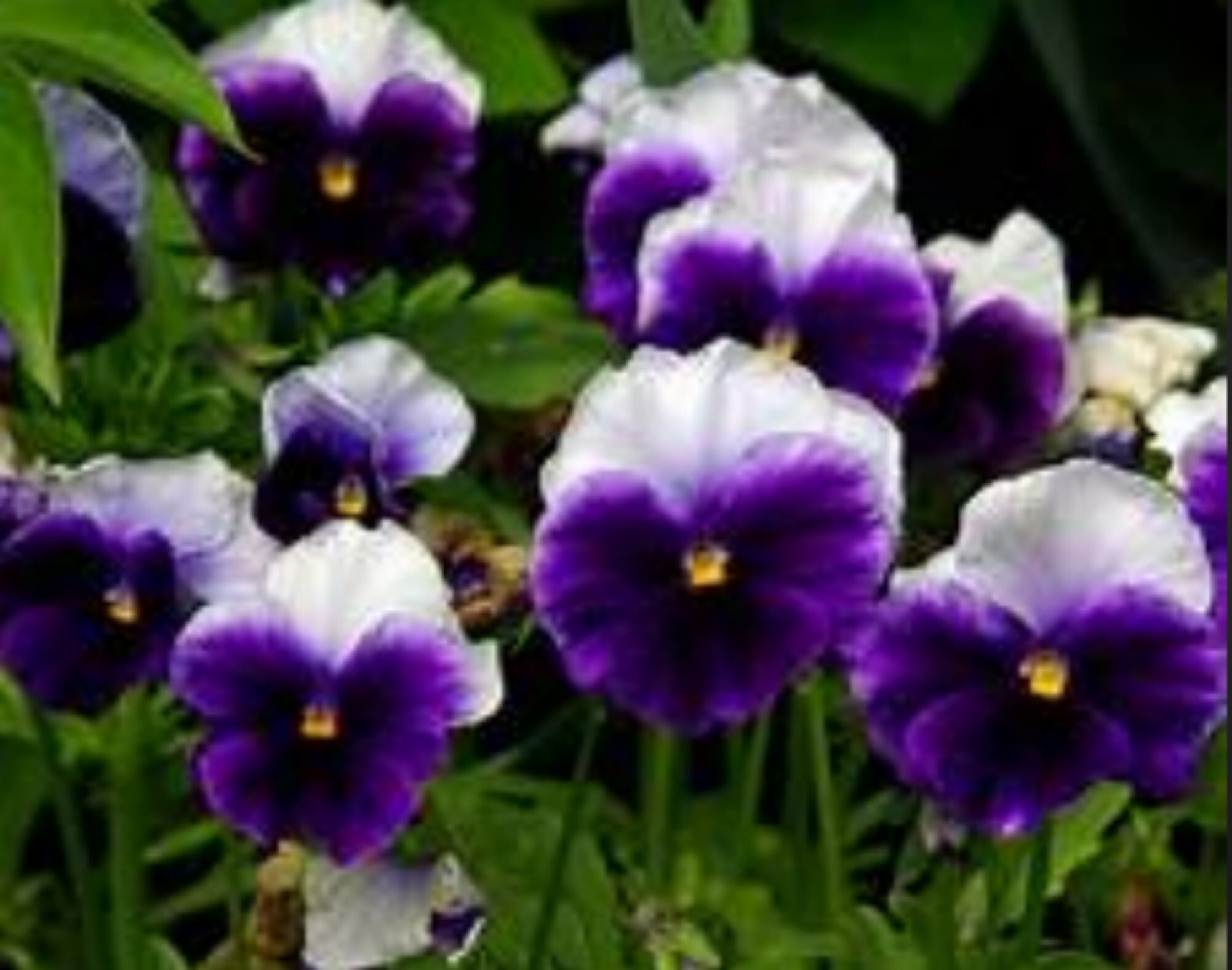 PANSY -beaconsfield Giant -120+ Seeds/packet Free Bonus Gift Packet - Etsy