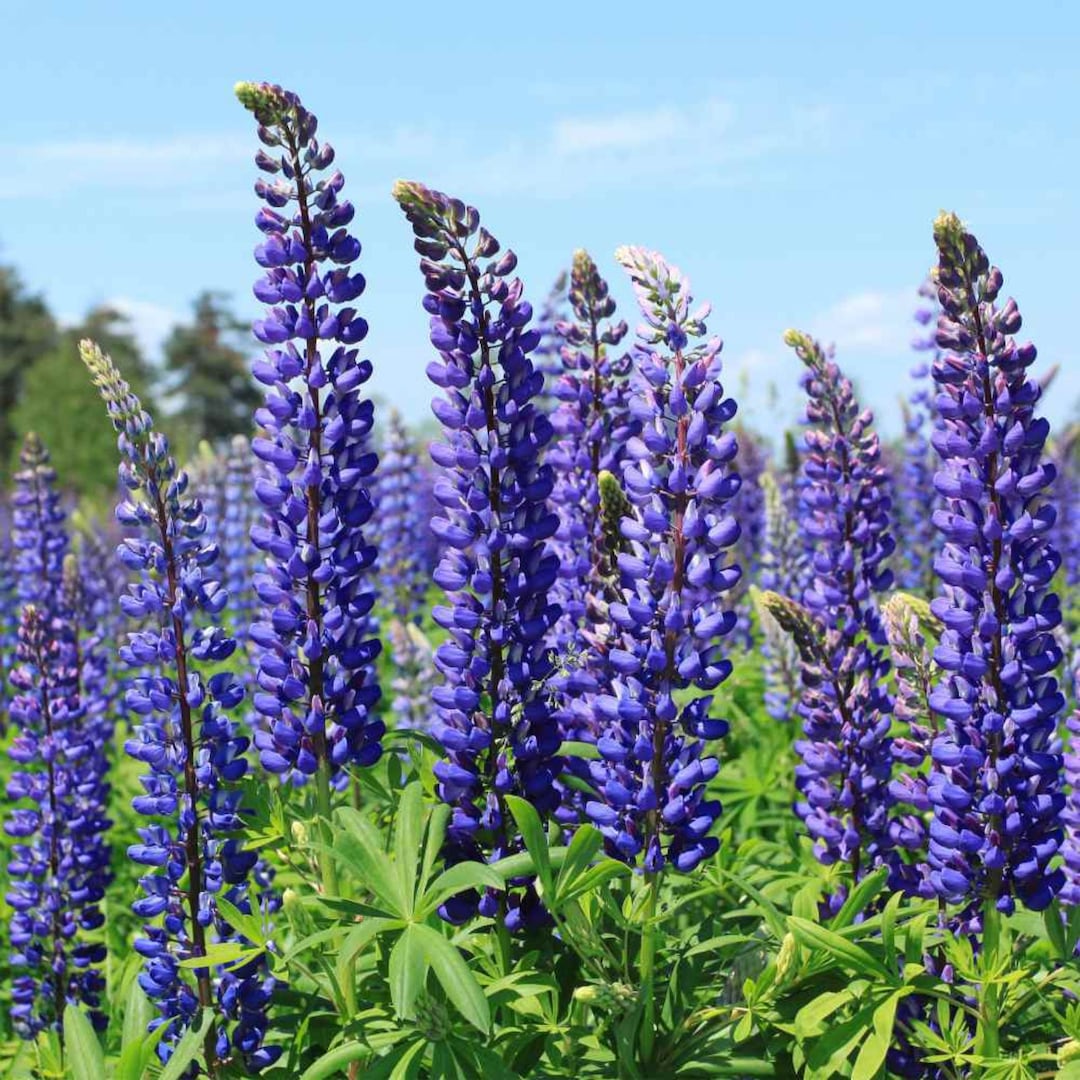 Lupine-perennial Wildflower Blue - 175+ Seeds-labor DAY SALE Price - Etsy