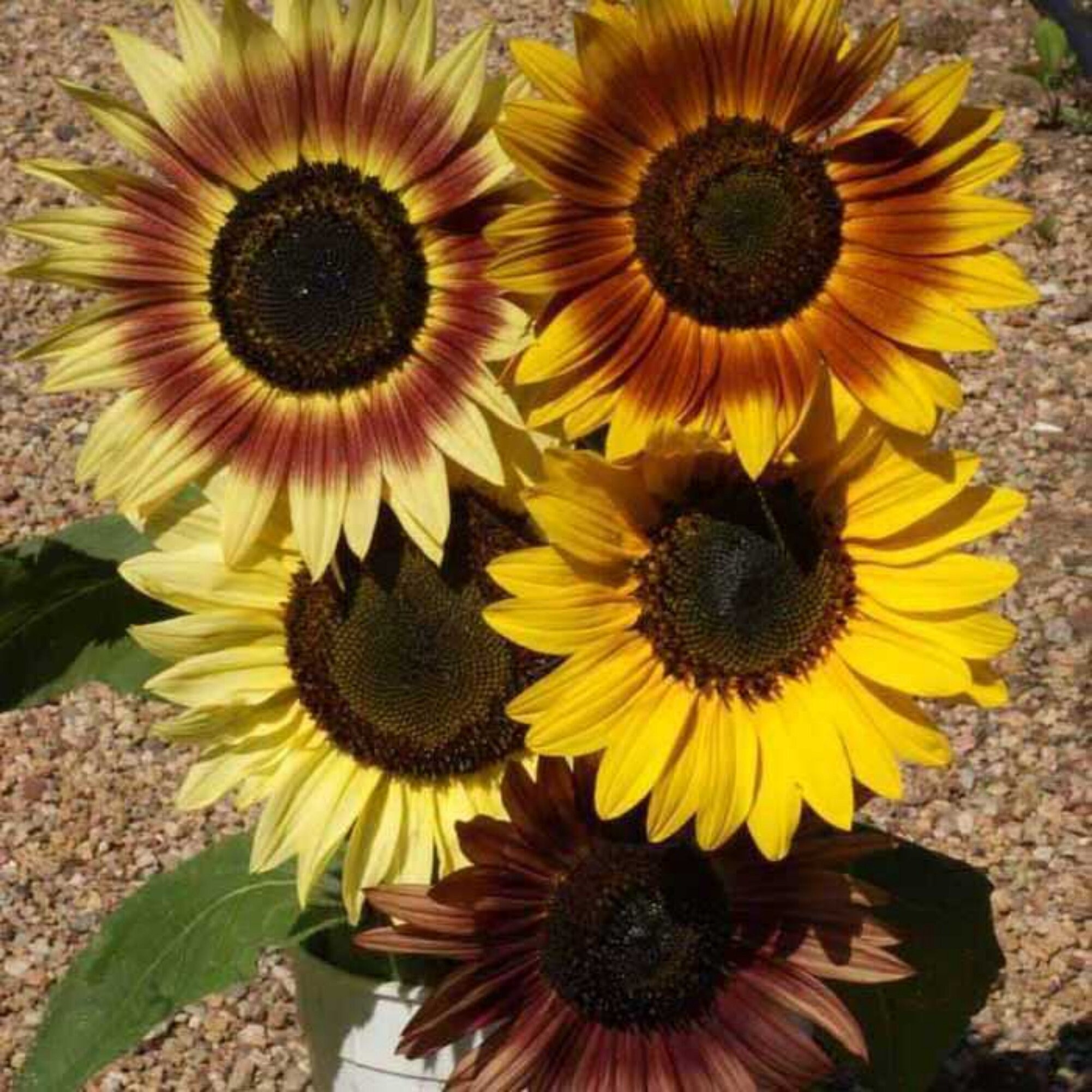 Autumn Beauty Sunflower Seeds-4 Grams Approx 240 Seeds - Etsy
