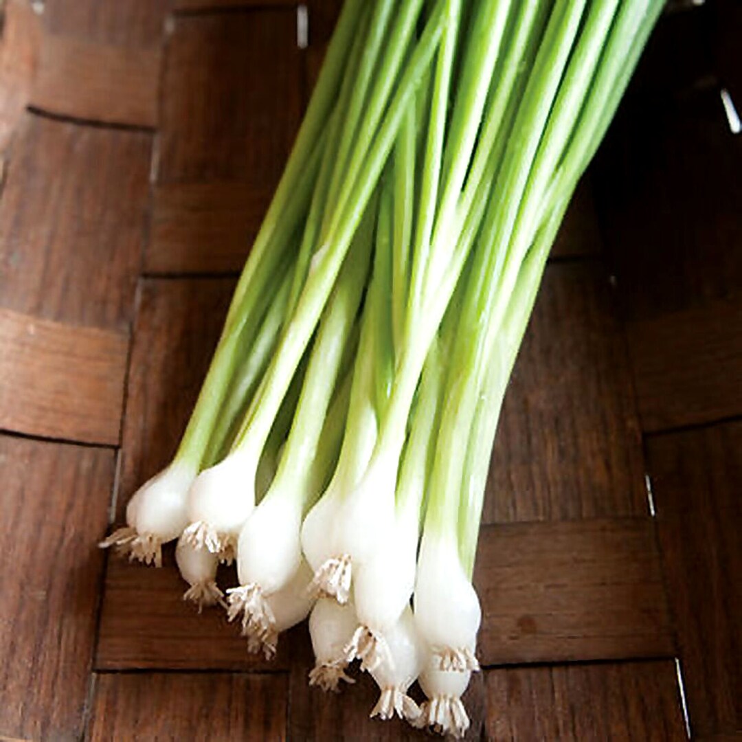 Tokyo White Onions - Bunching Onion -3 Grams/600 Seeds - Etsy