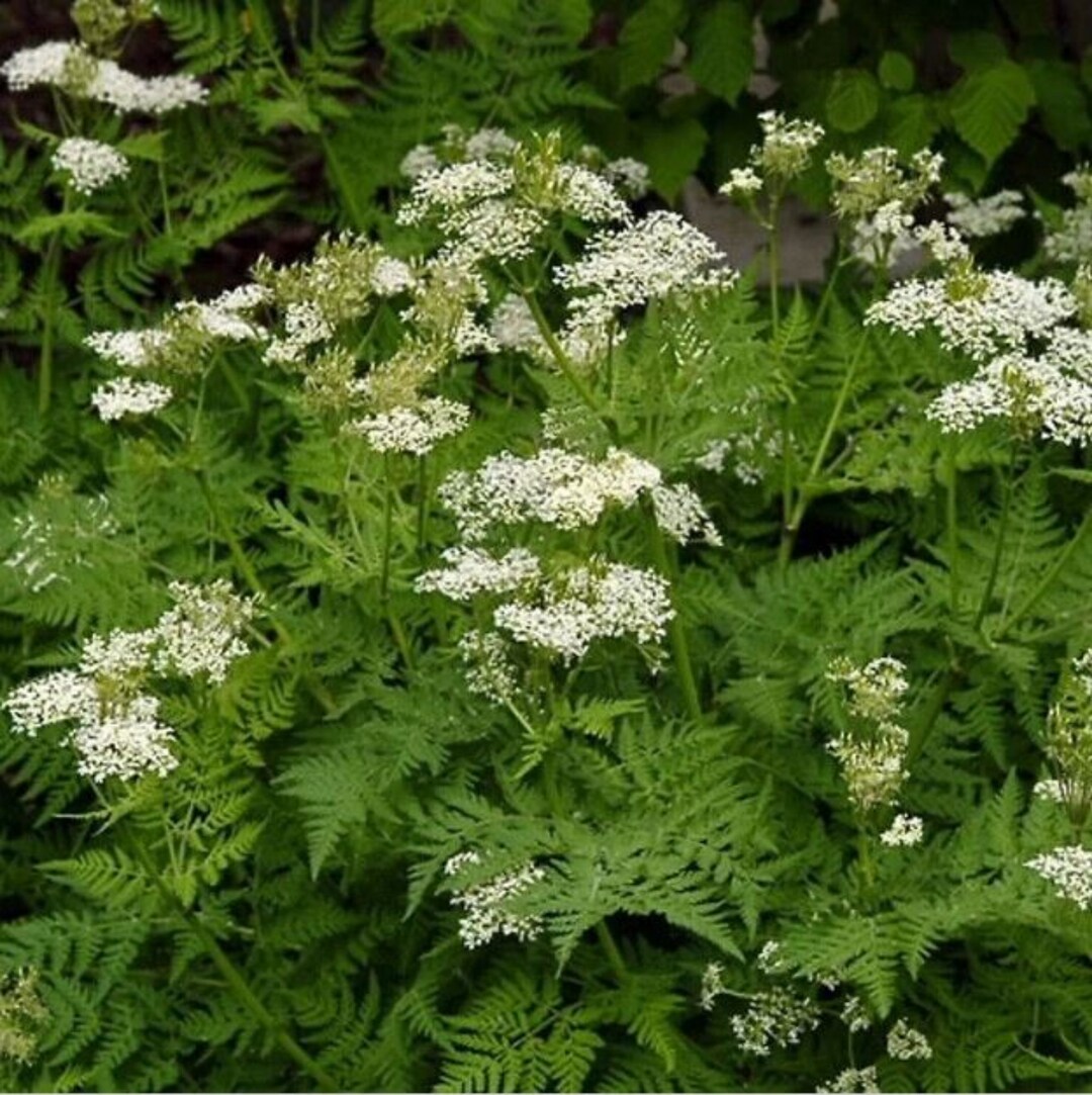Anise-herb Seeds, 125+ Count Packet - Etsy