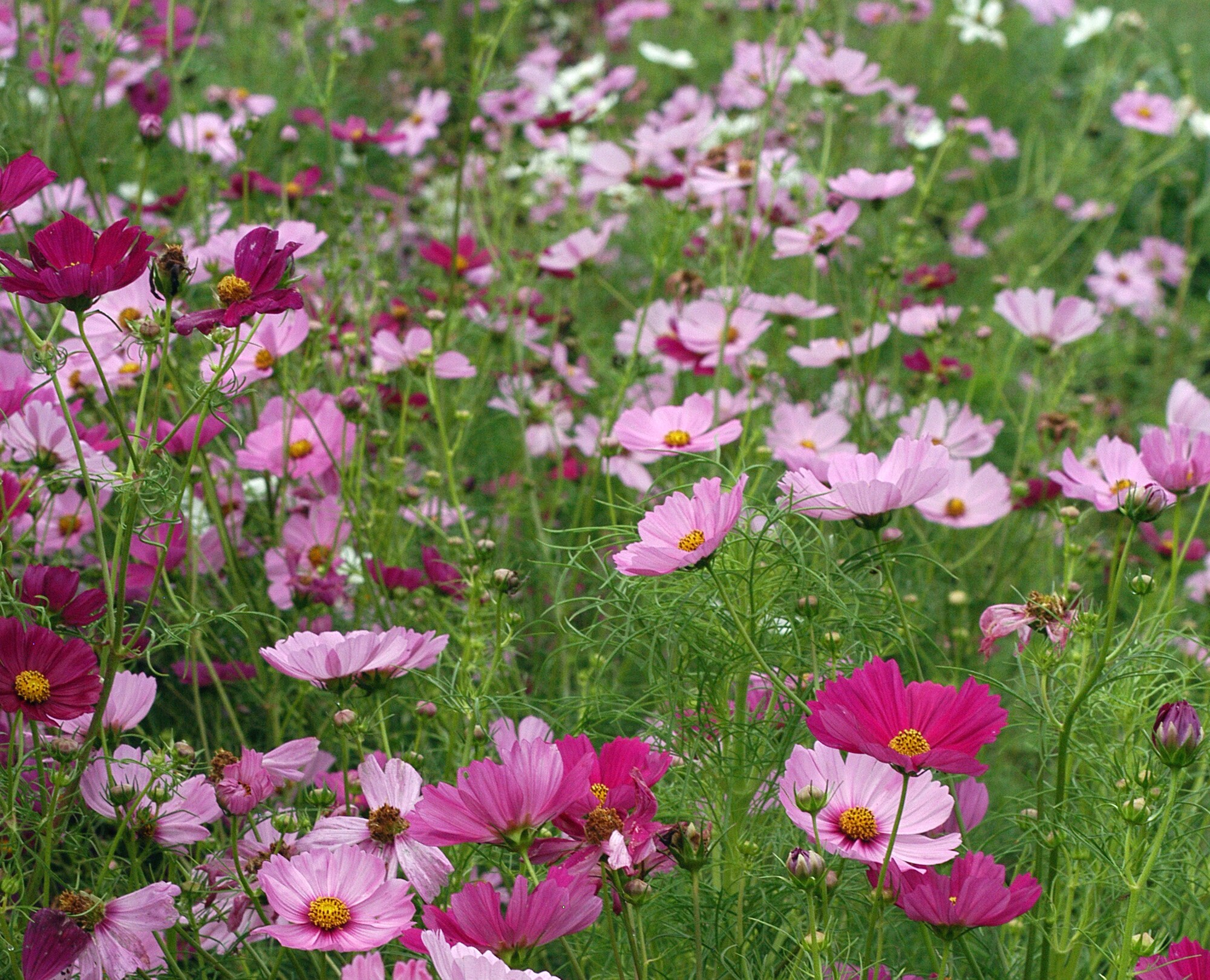 Cosmos Tall Mixed Colors 3 Gram Pack 240-plus Seeds stock up NOW - Etsy