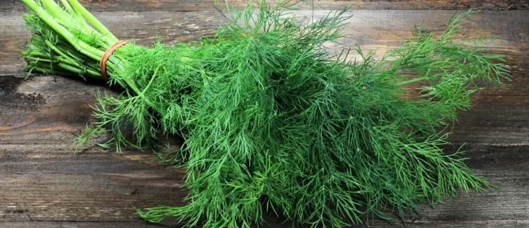 Dill Weed-herb Seeds 6 Gram Packet - Etsy