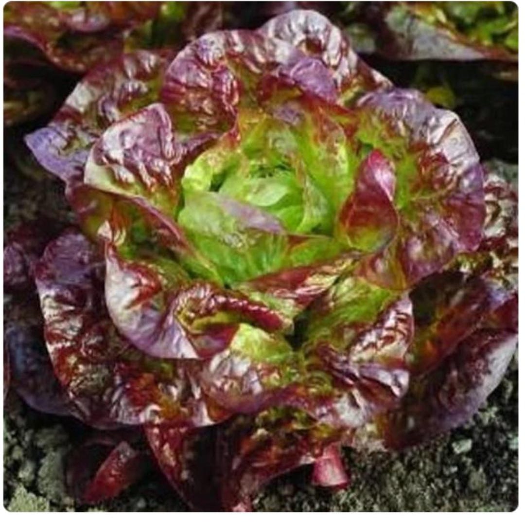Cimarron Red-tipped Lettuce Seeds- 4 Gram Pack Approx 3400 Seeds ...