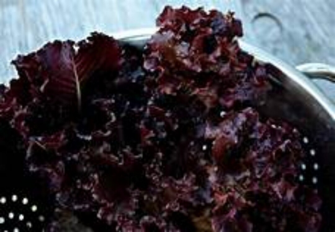 MERLOT Lettuce Seeds 3 Grams -- Ready for Late Summer & Fall Planting ...