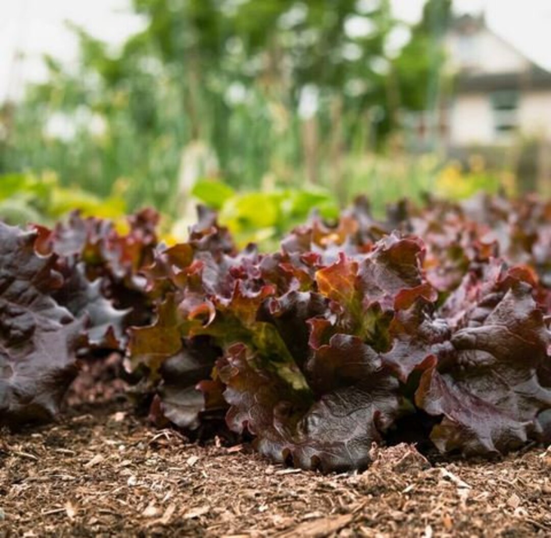 Cimarron Red-tipped Lettuce Seeds- 4 Gram Pack Approx 3400 Seeds ...