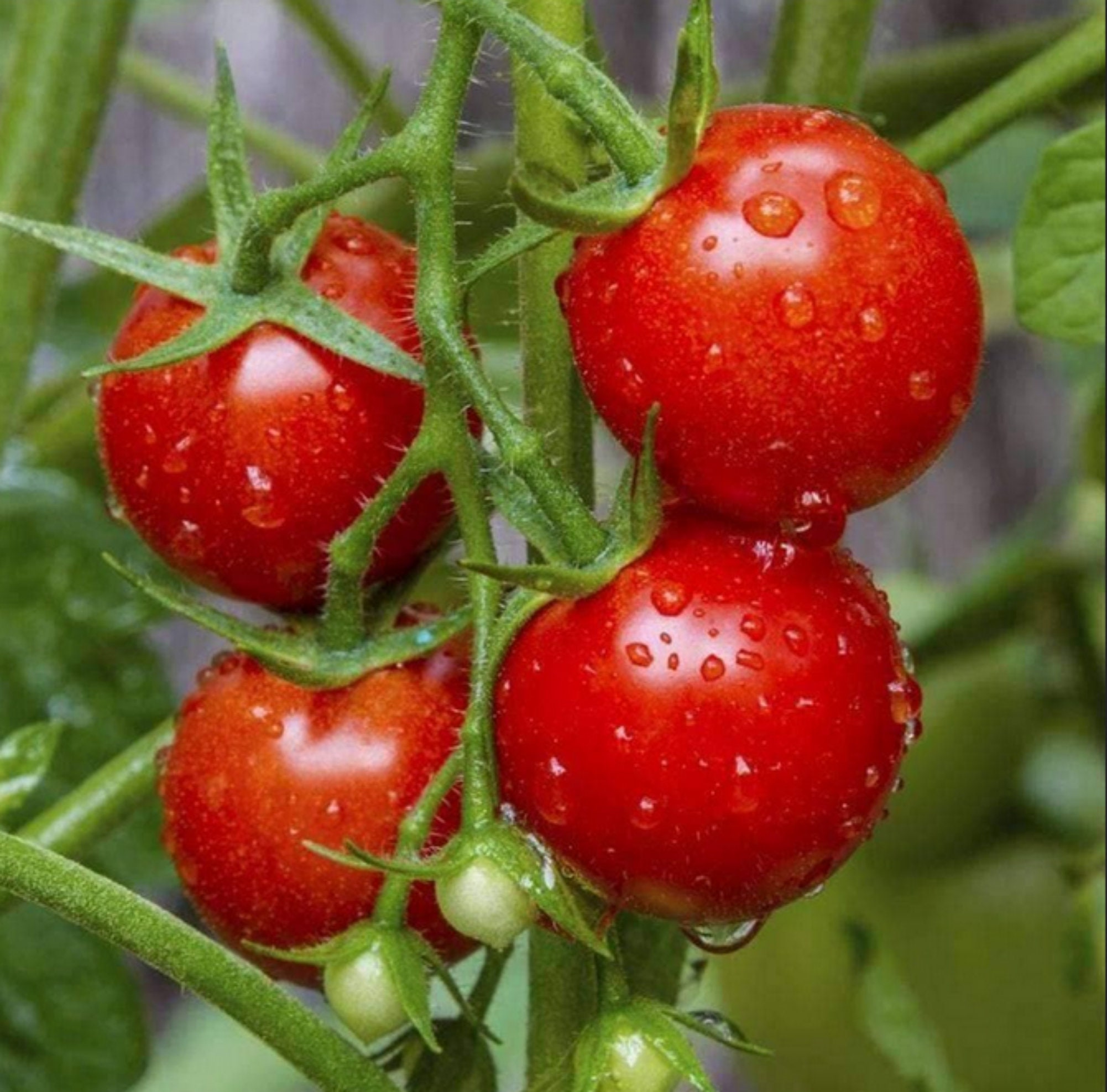 Large Cherry Tomato Seeds -open-pollinated, Good Yields PRICE DROP 120 ...