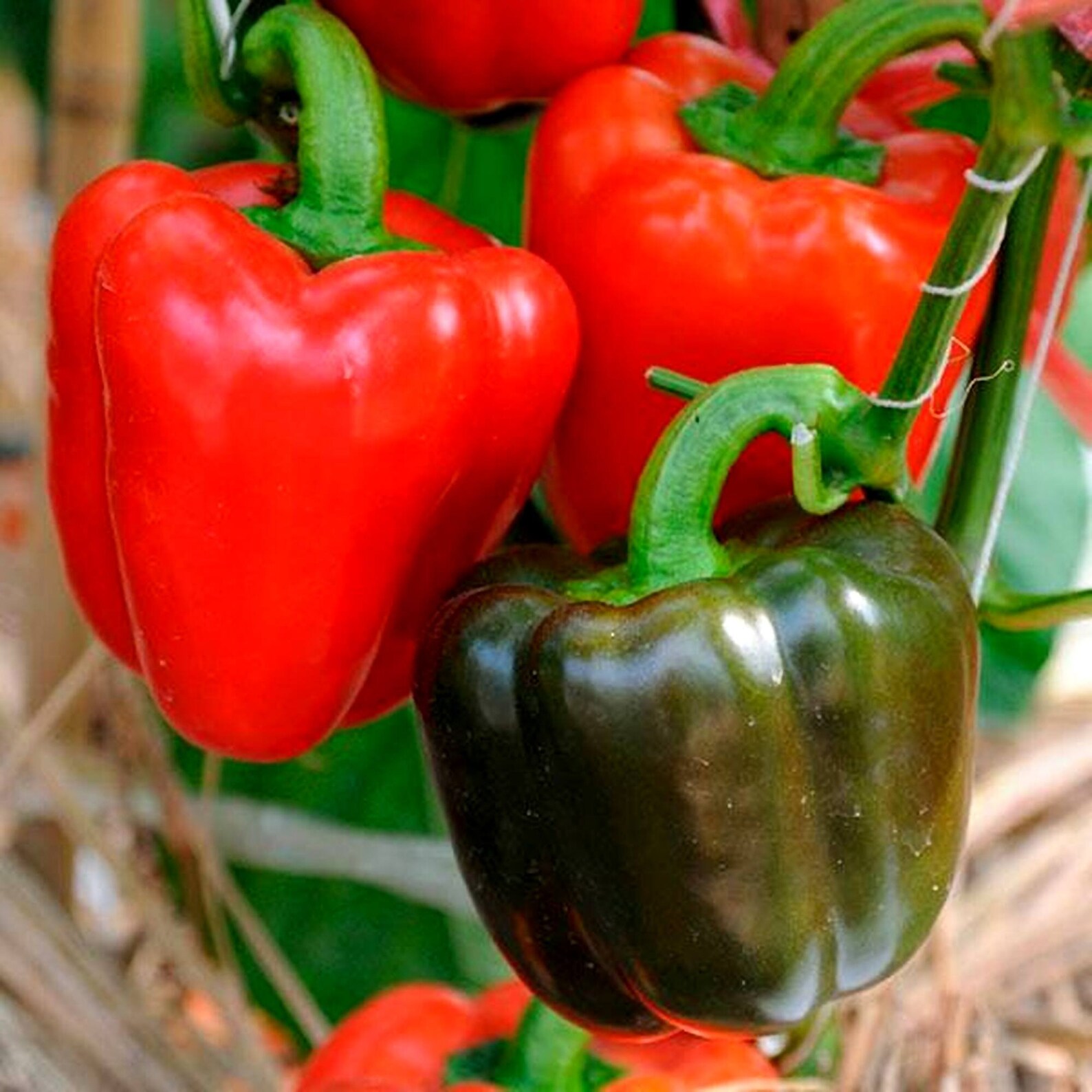 Yolo Wonder Bell Pepper, Nonhybrid Variety, 125 Seeds - Etsy
