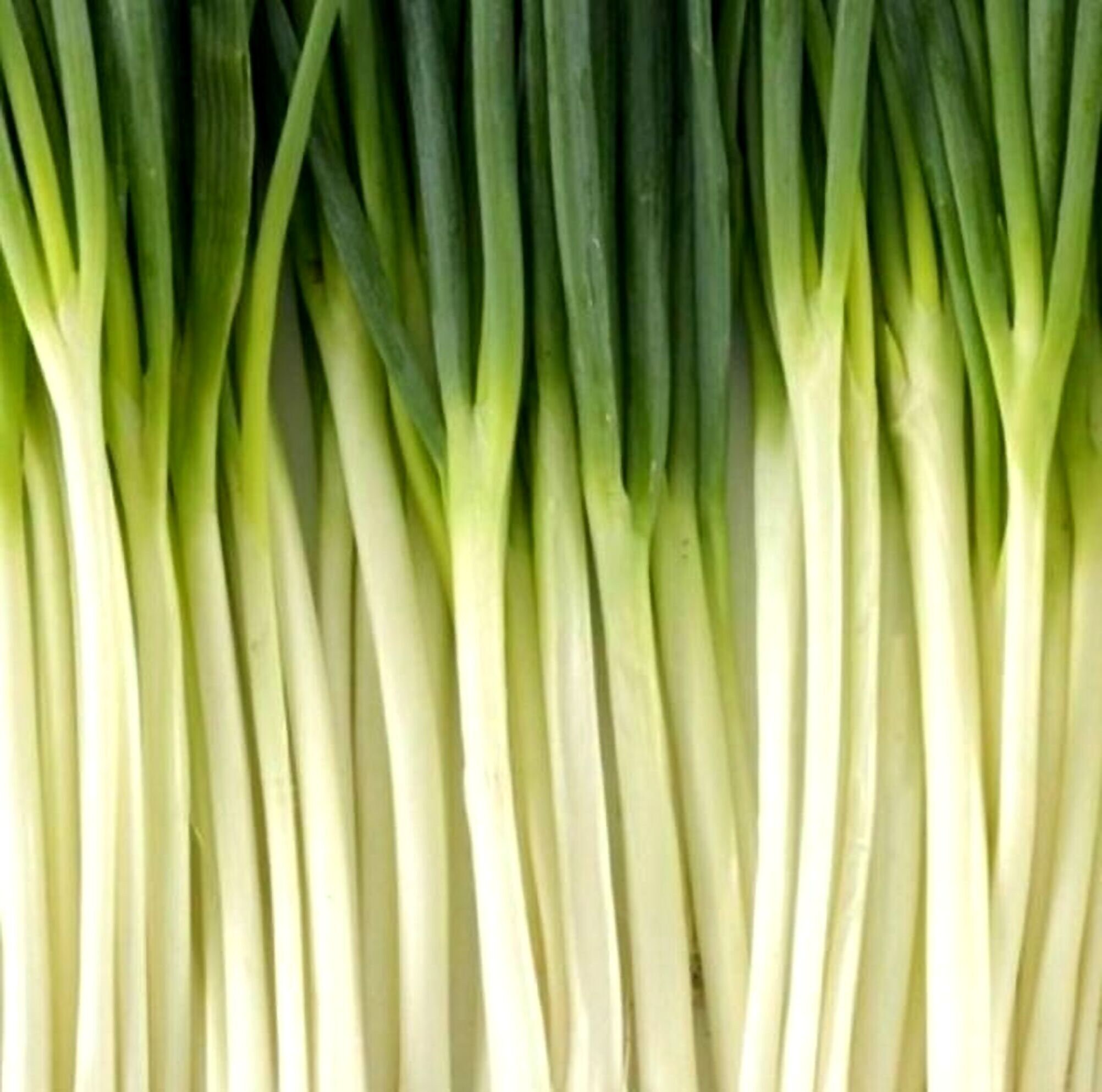 Tokyo White Onions - Bunching Onion -3 Grams/600 Seeds - Etsy