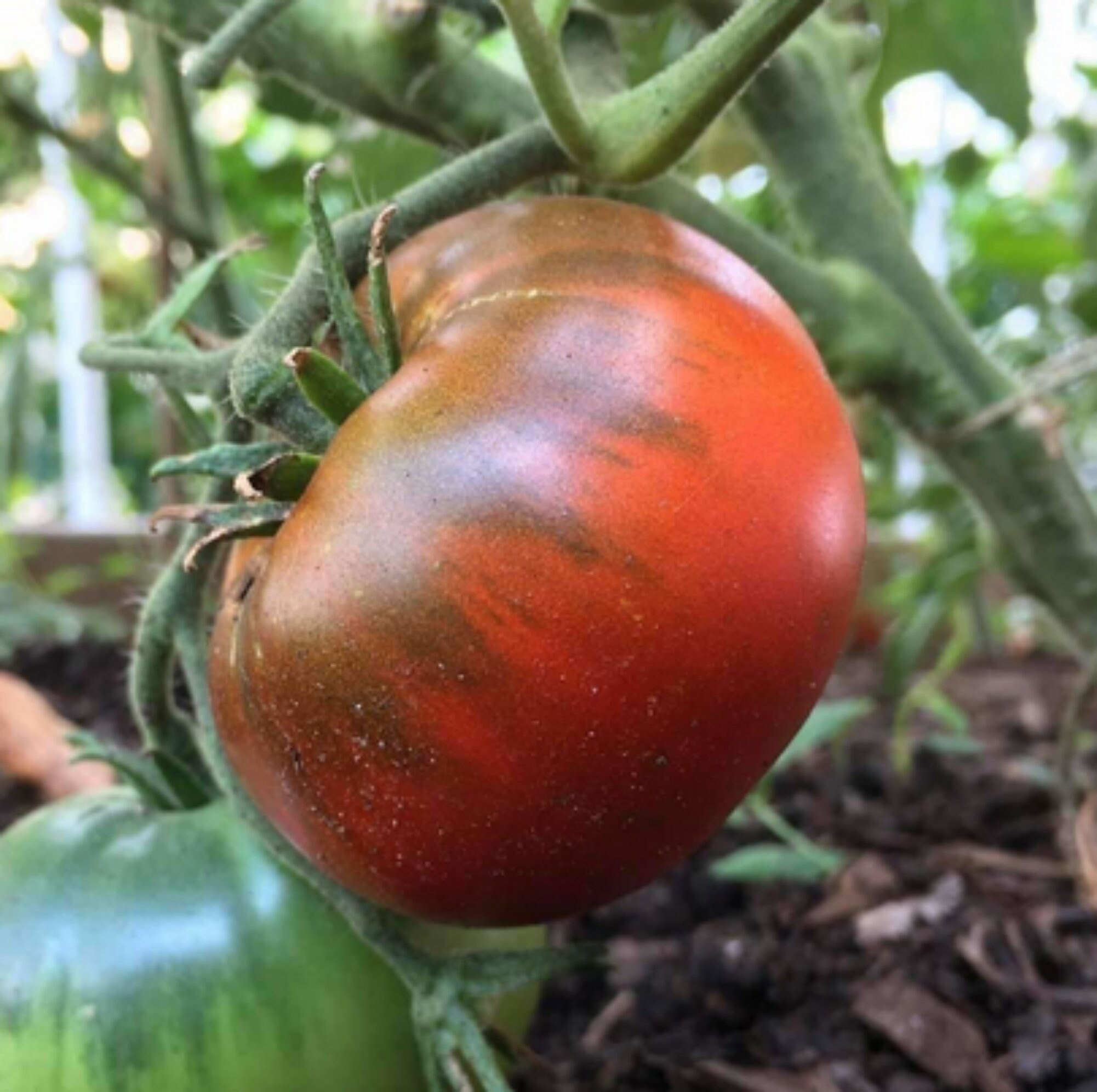 Paul Robeson Heirloom Tomato, 125 Seed Pack With Bonus Gift Packet - Etsy