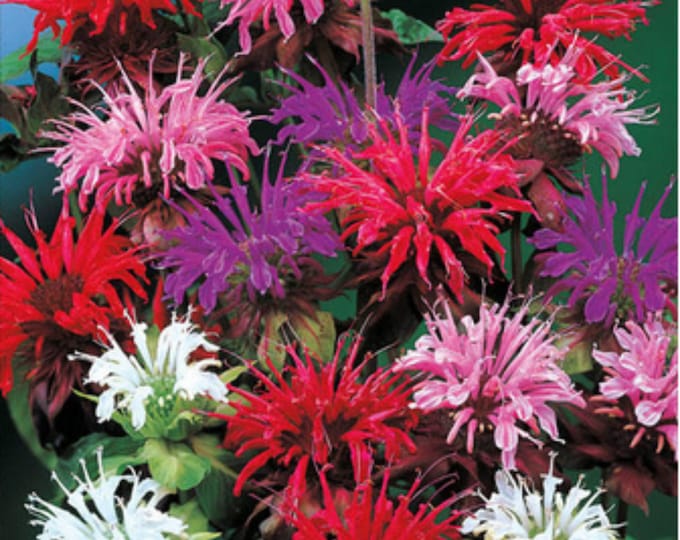 Bee Balm Mix Colors-monarda Didyma (perennial)80+ Seeds W/ Bonus Gift ...