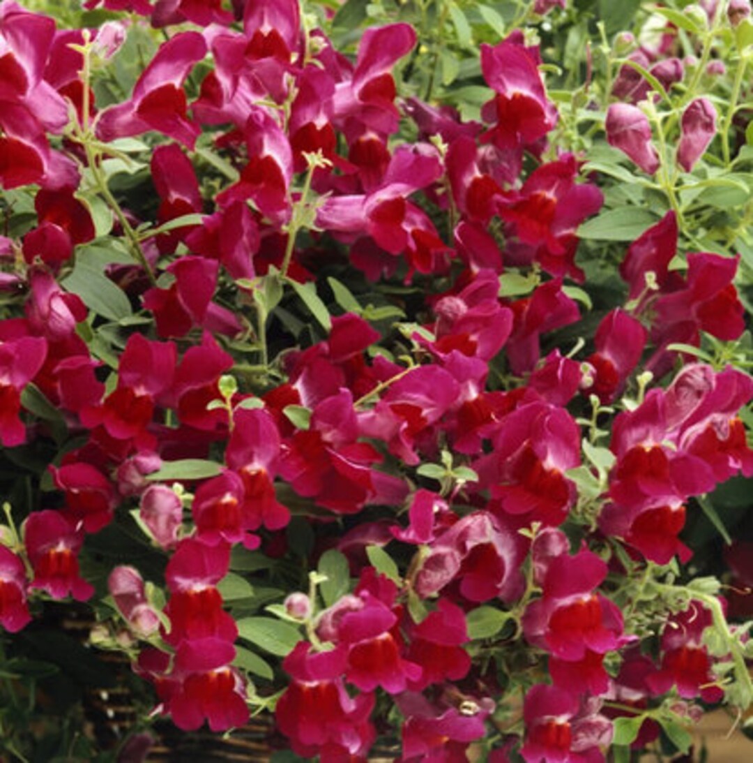 Snapdragon, Ruby Red-dark Red, 600 Seeds Measured Out - Etsy