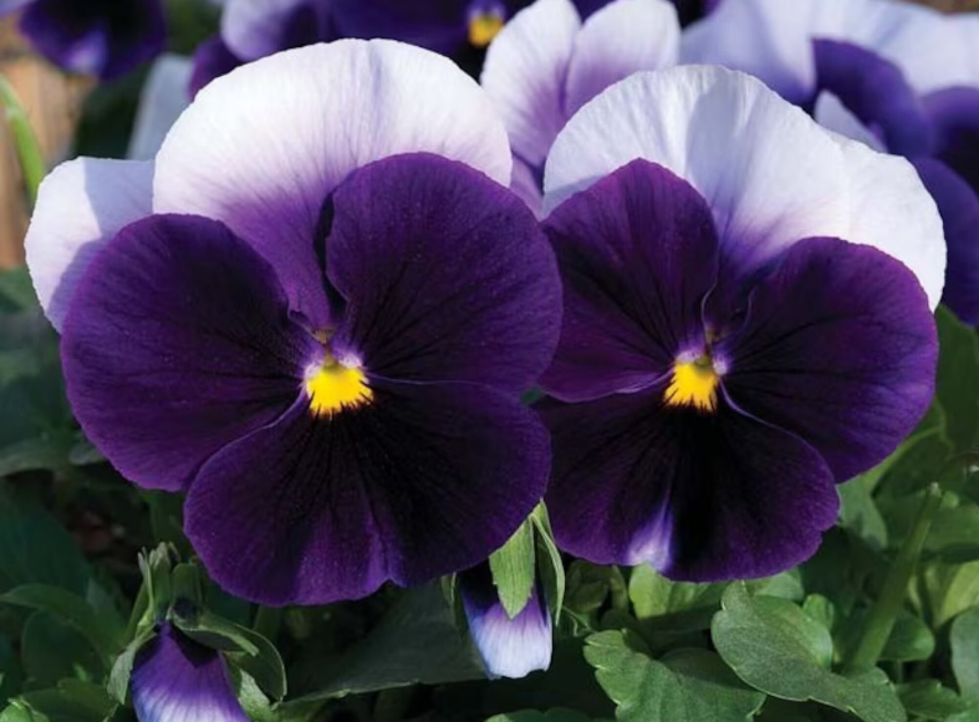 PANSY -beaconsfield Giant -120+ Seeds/packet Free Bonus Gift Packet - Etsy