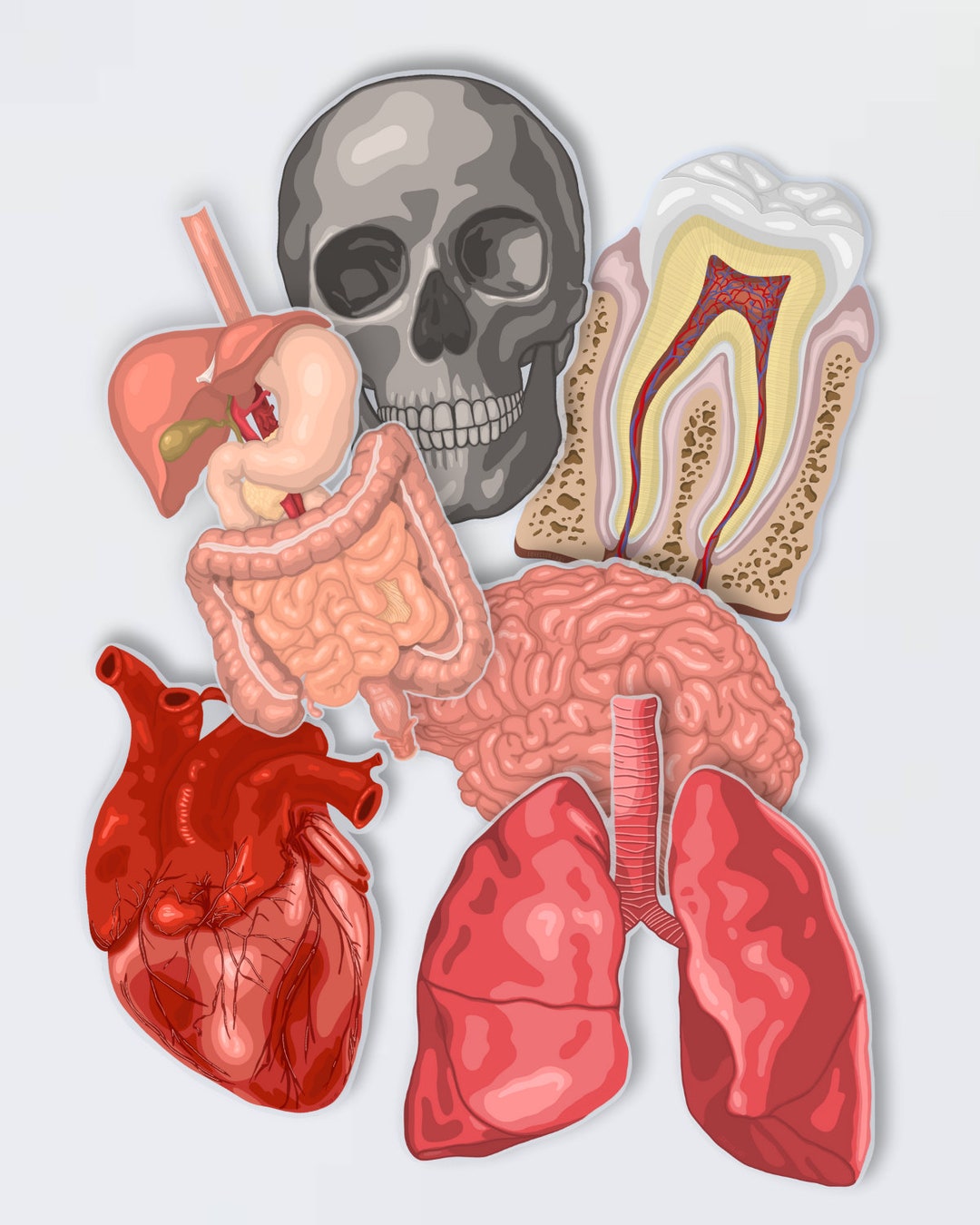 Anatomy Stickers | Anatomical Stickers | Human Anatomy Stickers | Human ...