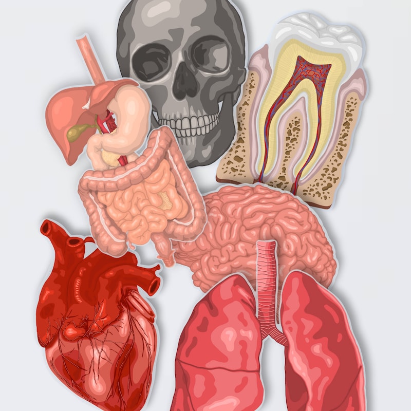 Anatomical Body Stickers - Etsy