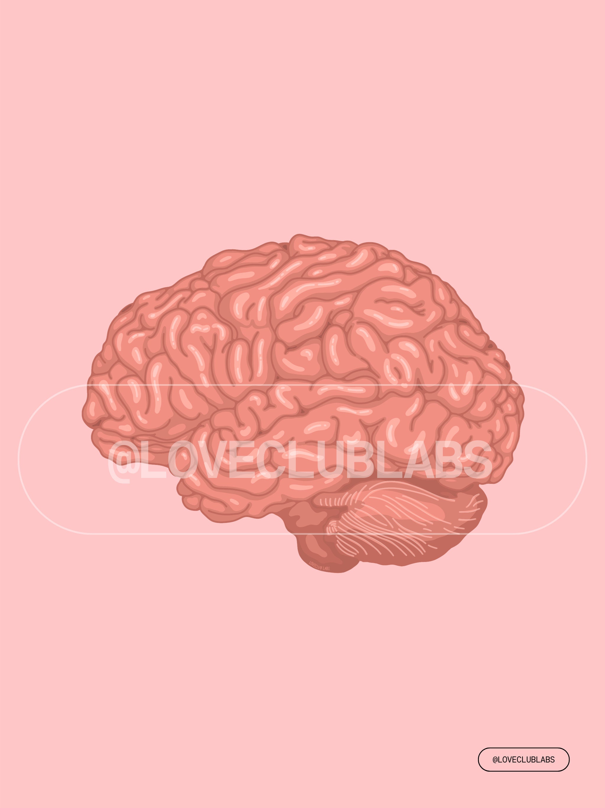 The Brain Anatomy Art Prints - Etsy