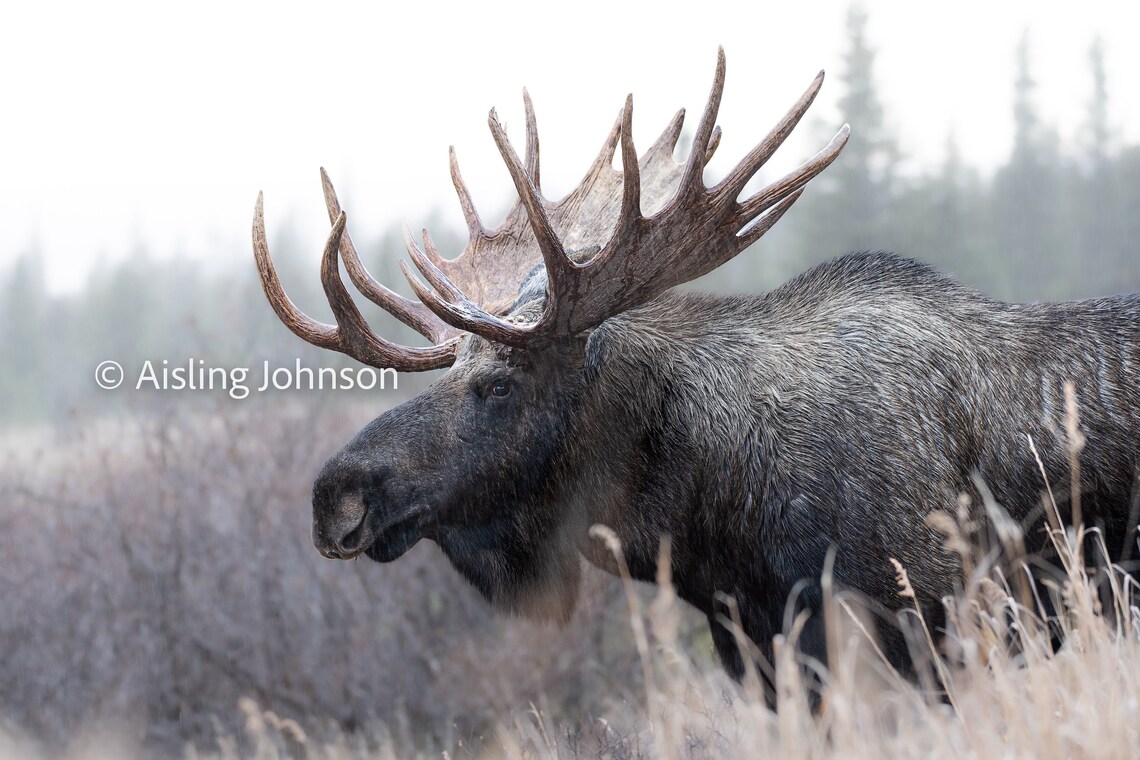 Alaskan Bull Moose in the Rain 12x18 (inches). - Etsy