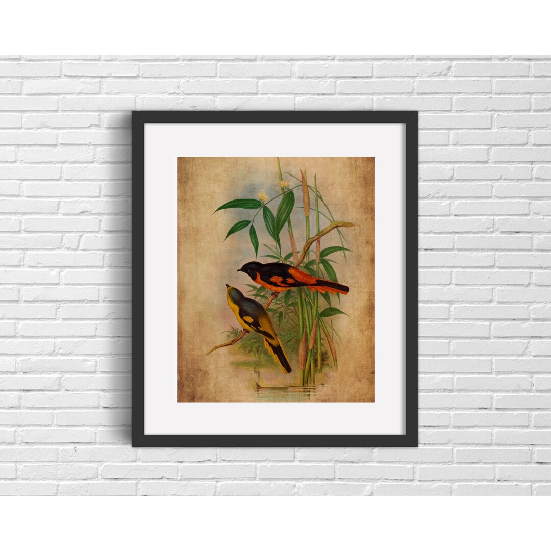 ORANGE MINIVET Bird Art Print - Etsy