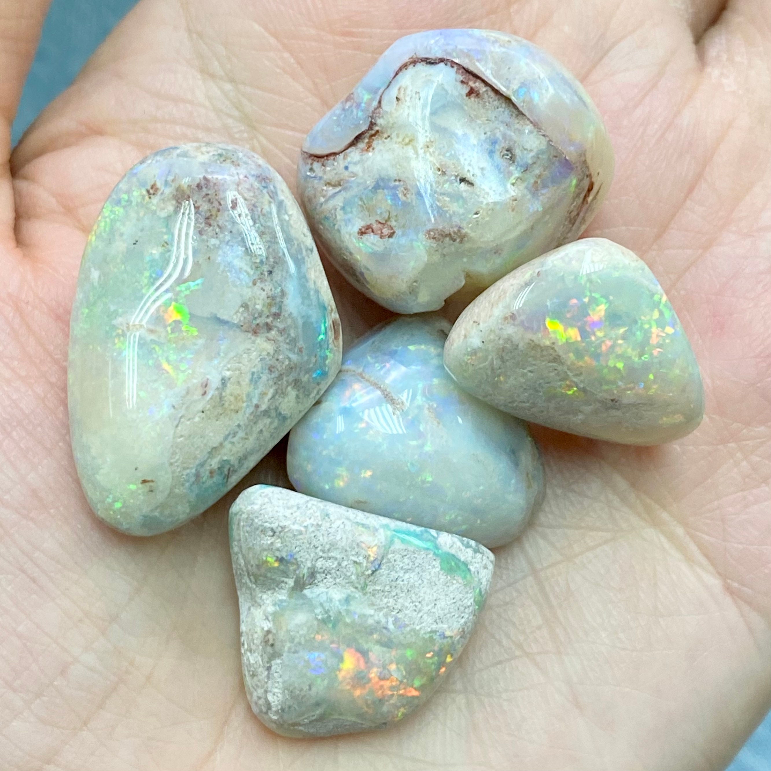 Opalised Fossil Shells for Selection, Australian Opal Gem Shells ...