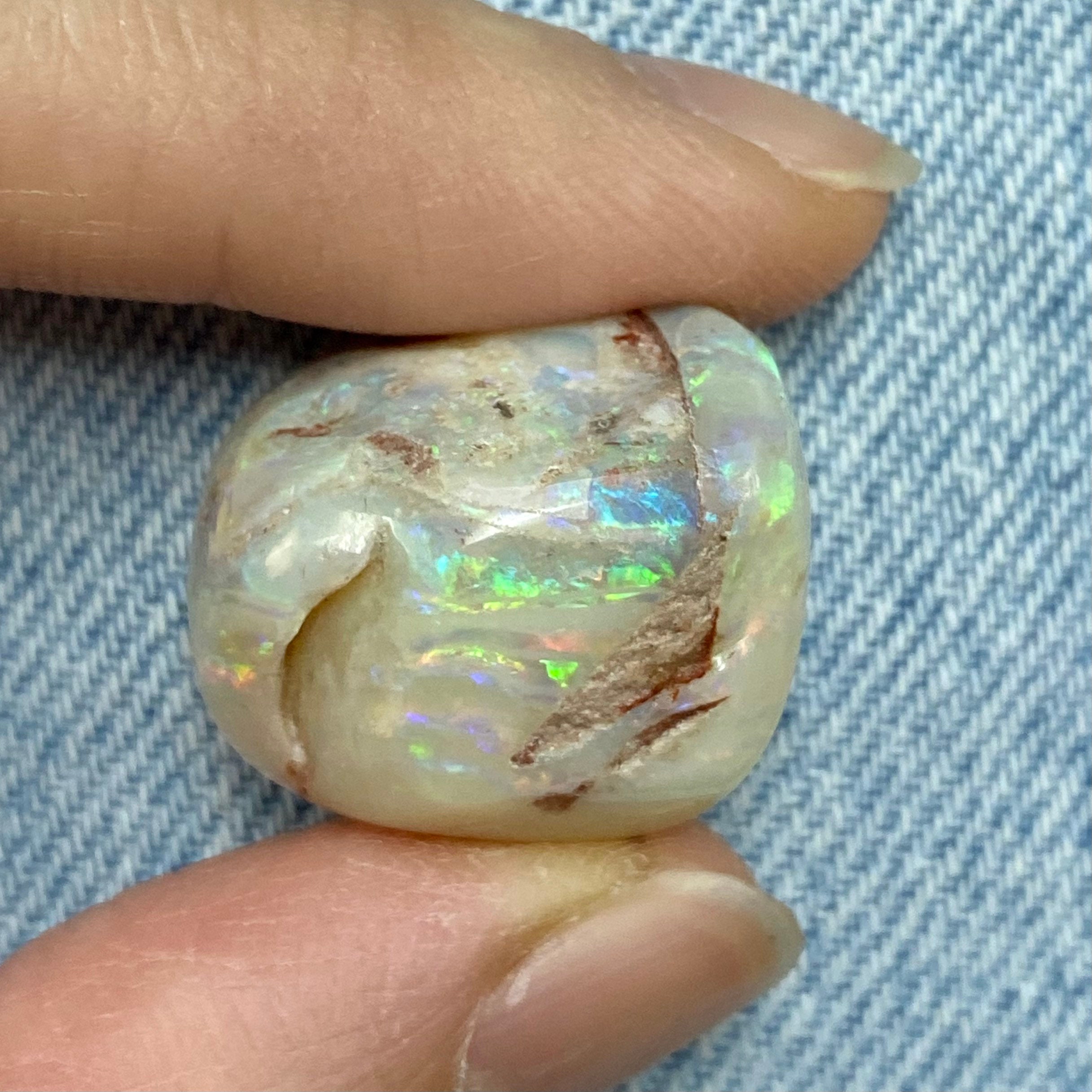 Opalised Fossil Shells for Selection, Australian Opal Gem Shells ...