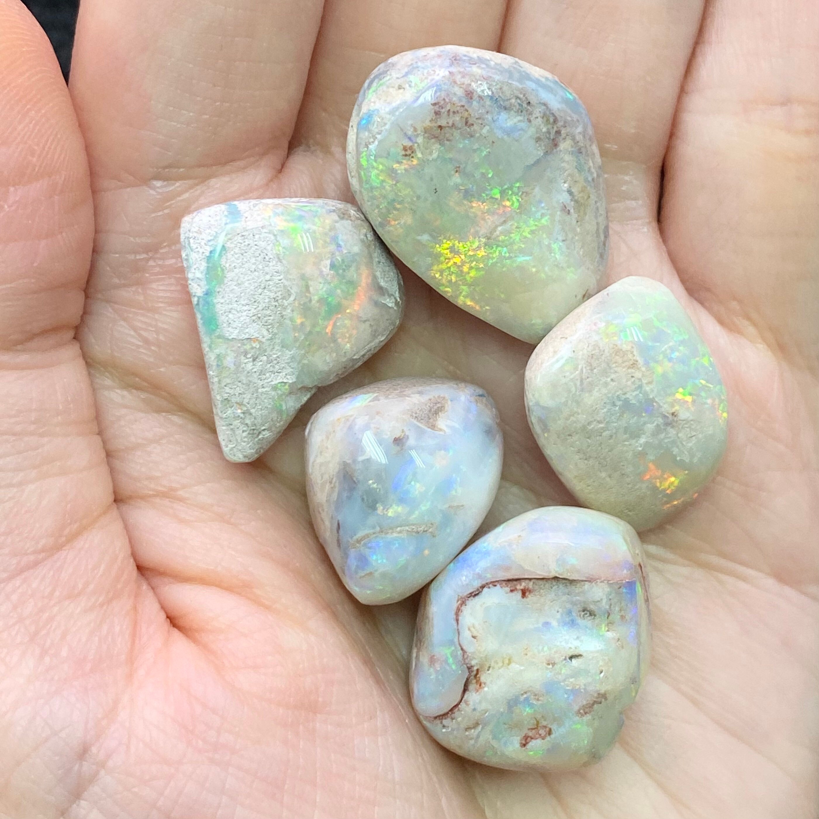 Opalised Fossil Shells for Selection, Australian Opal Gem Shells ...