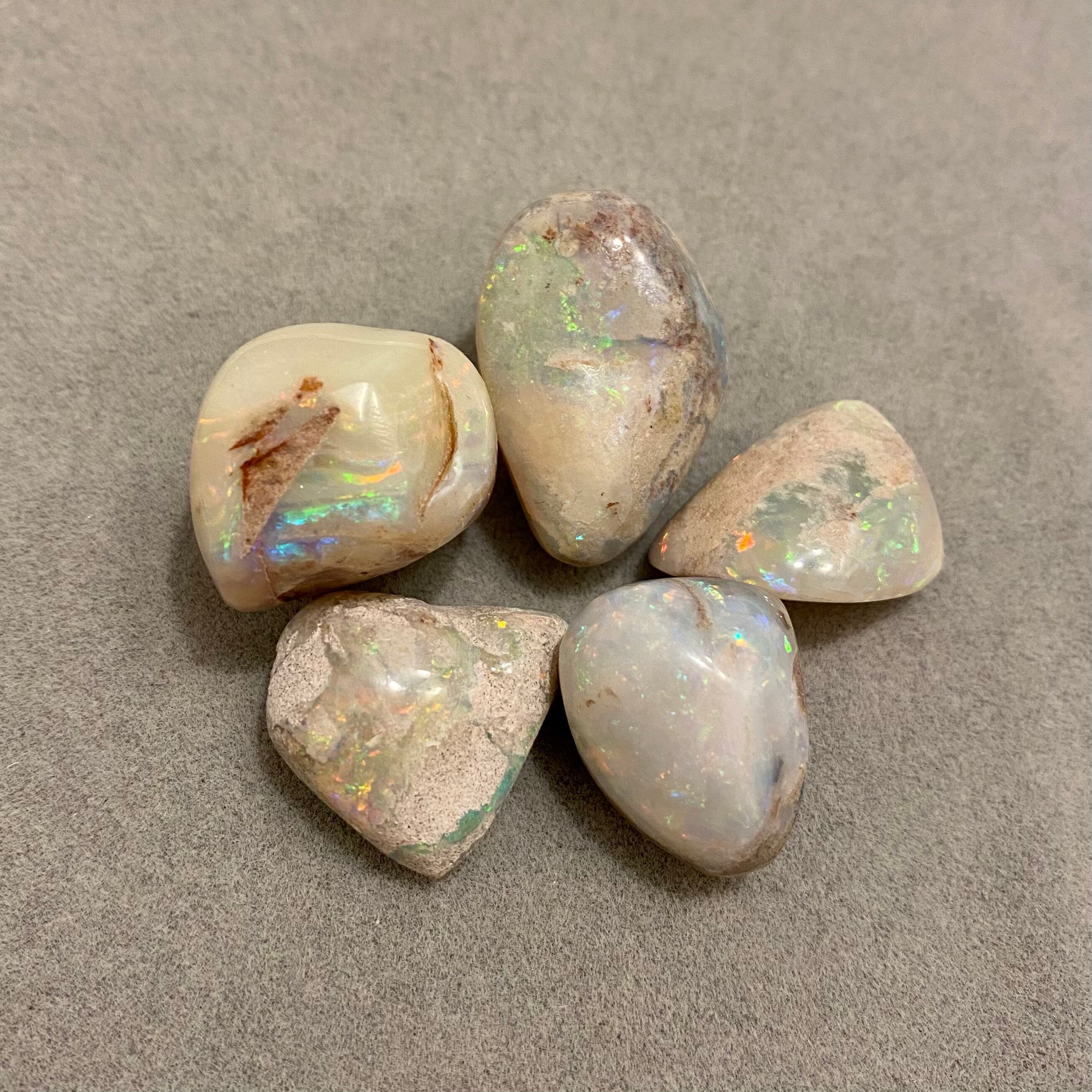 Opalised Fossil Shells for Selection, Australian Opal Gem Shells ...