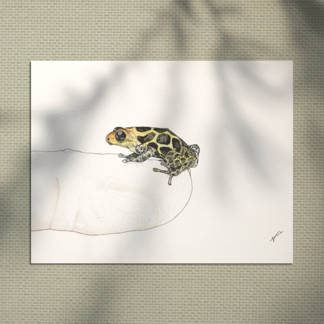 Poison Frog Animal Illustration Nature Made in Ink and - Etsy