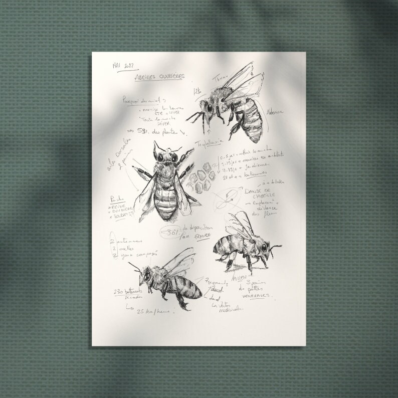 Queen Bee Scientific Drawing