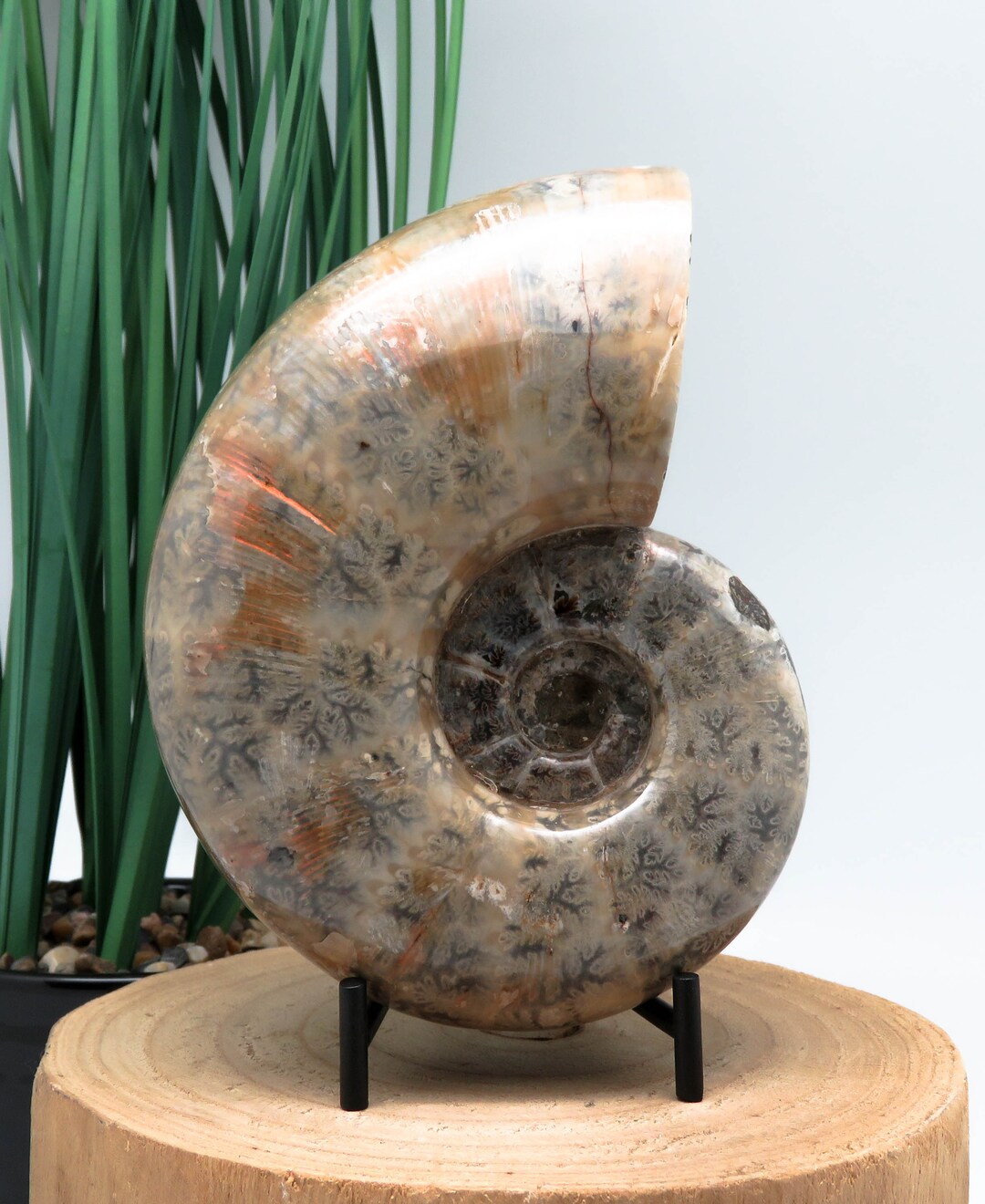 Ammonite Fossil Specimen - Etsy